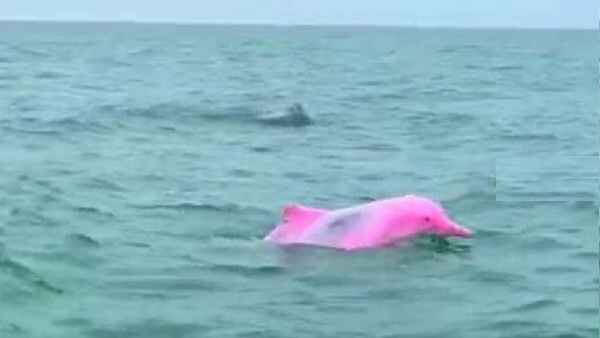 समुद्र में गोते लगाते नजर आई पिंक डॉलफिन, वीडियो हुआ वायरल | Pink ...